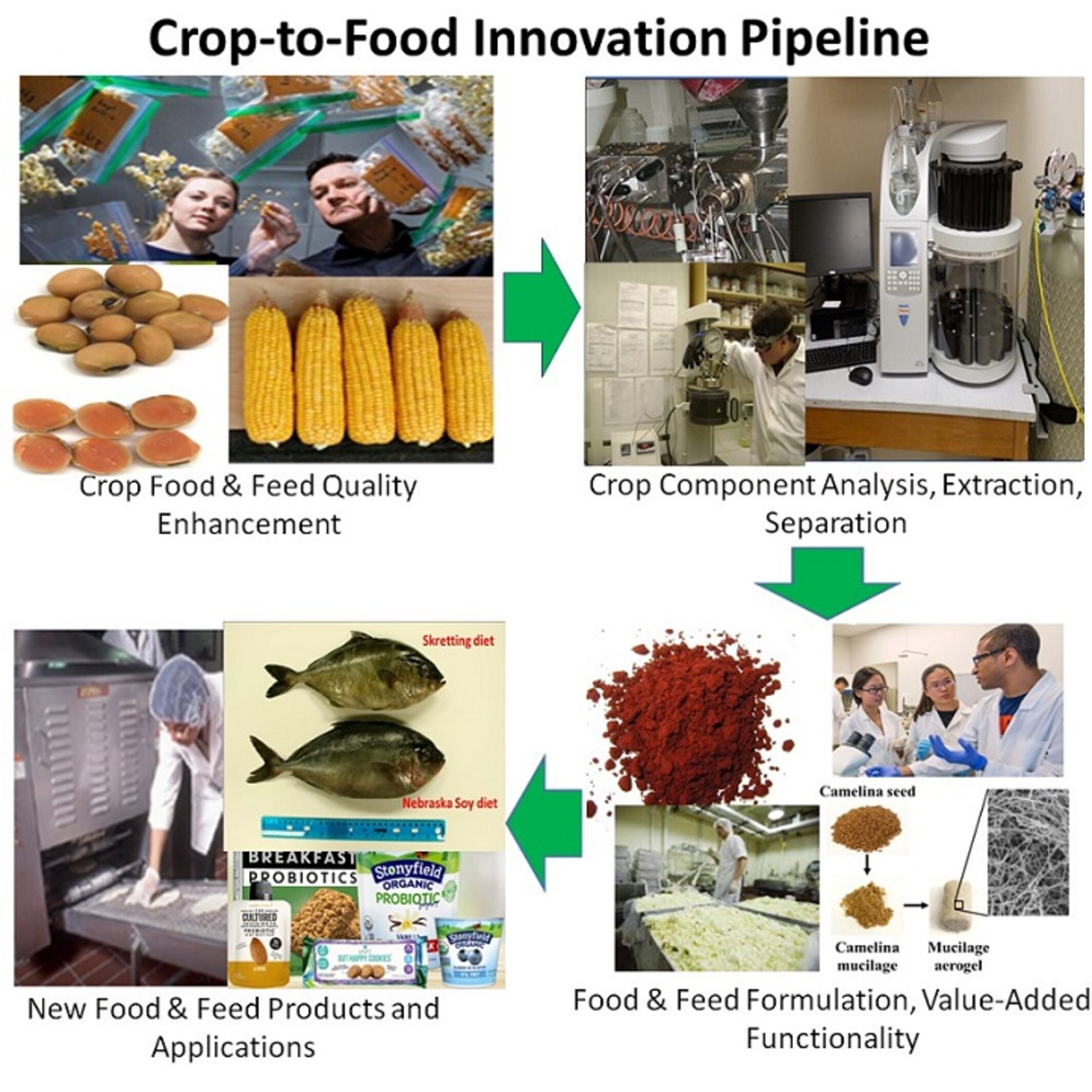 Crop-to-Food Innovation | Summer Research Program | Nebraska